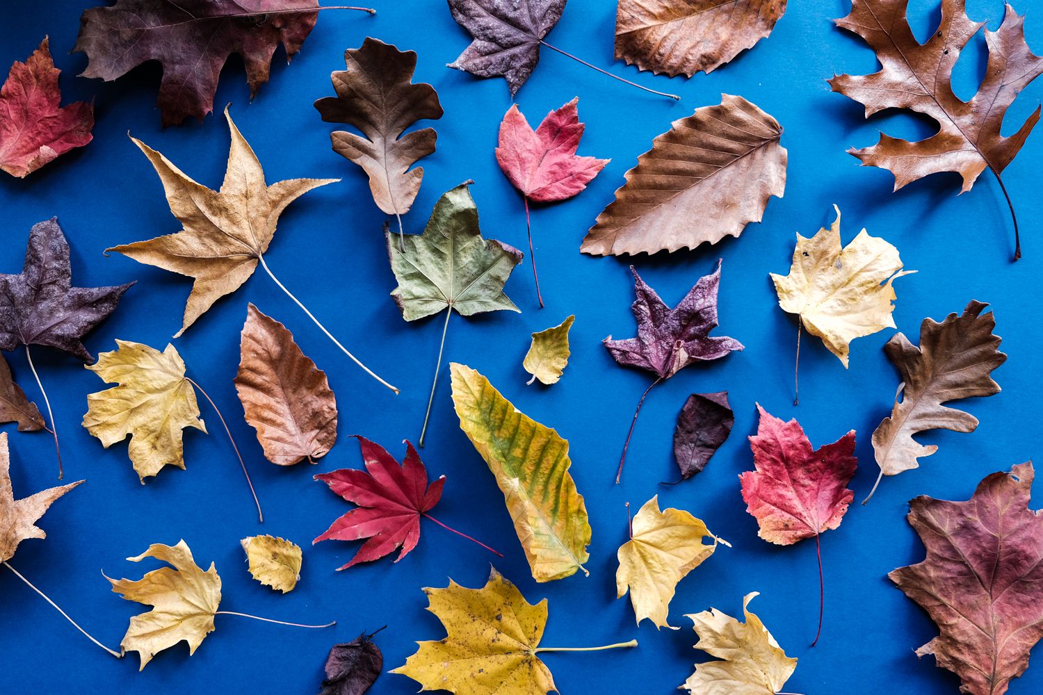 Colores de las hojas de otoño por especie de árbol – Tecnología Ambiental