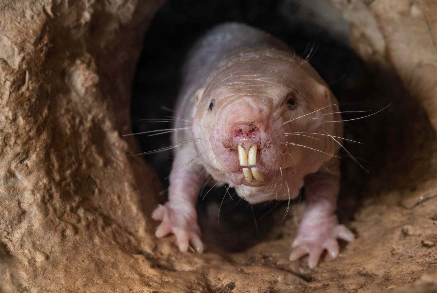 10 datos sobre las ratas topo desnudas – Tecnología Ambiental