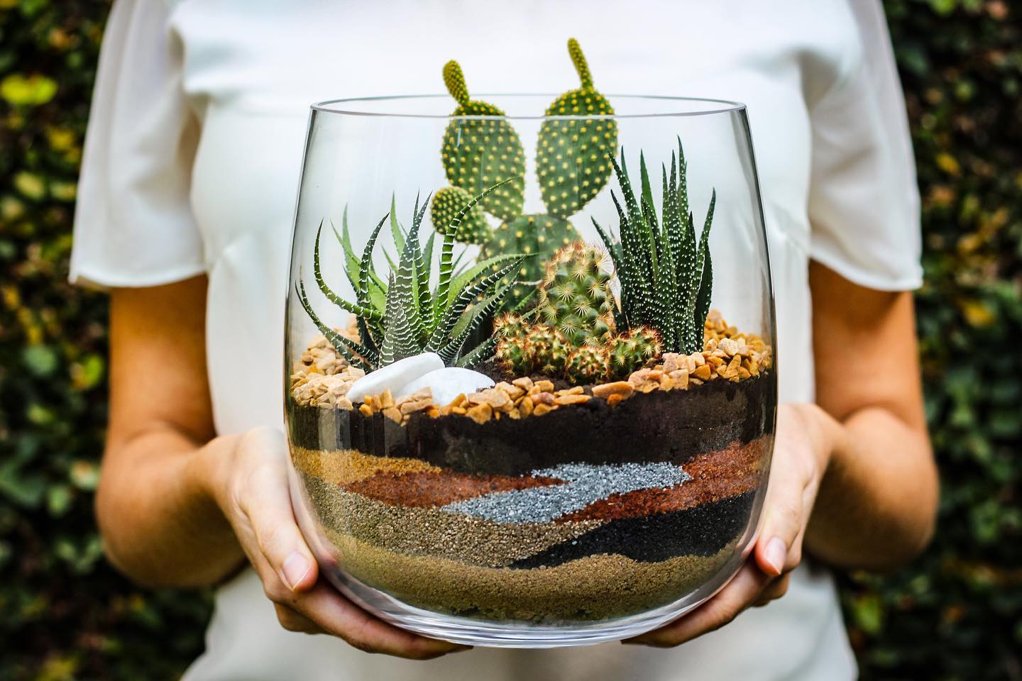10 de las mejores plantas para regalar – Tecnología Ambiental
