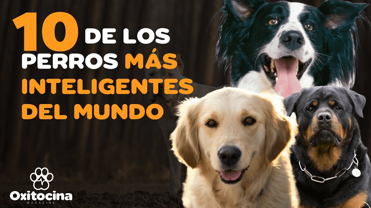 10 de los perros más inteligentes del mundo – Tecnología Ambiental