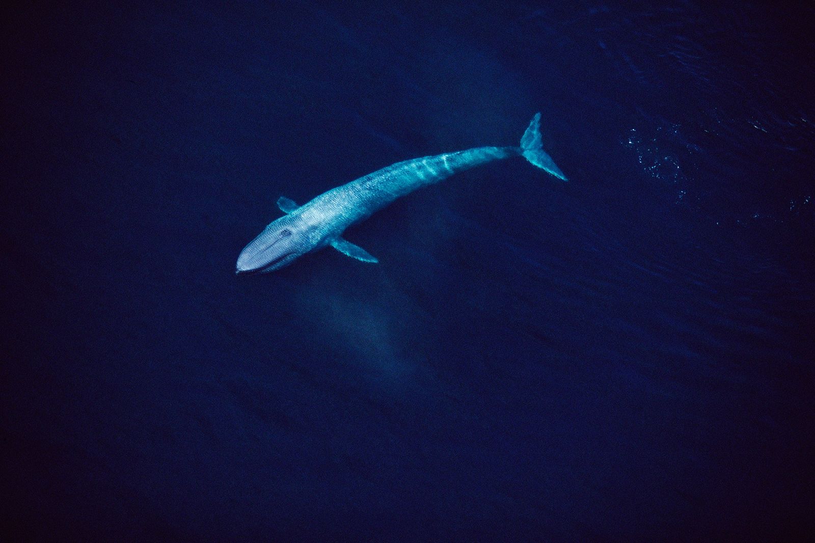 11 datos sobre las ballenas azules, los animales más grandes jamás ...