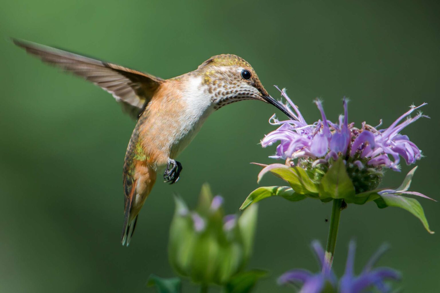 11 flores vibrantes que atraen a los colibríes – Tecnología Ambiental
