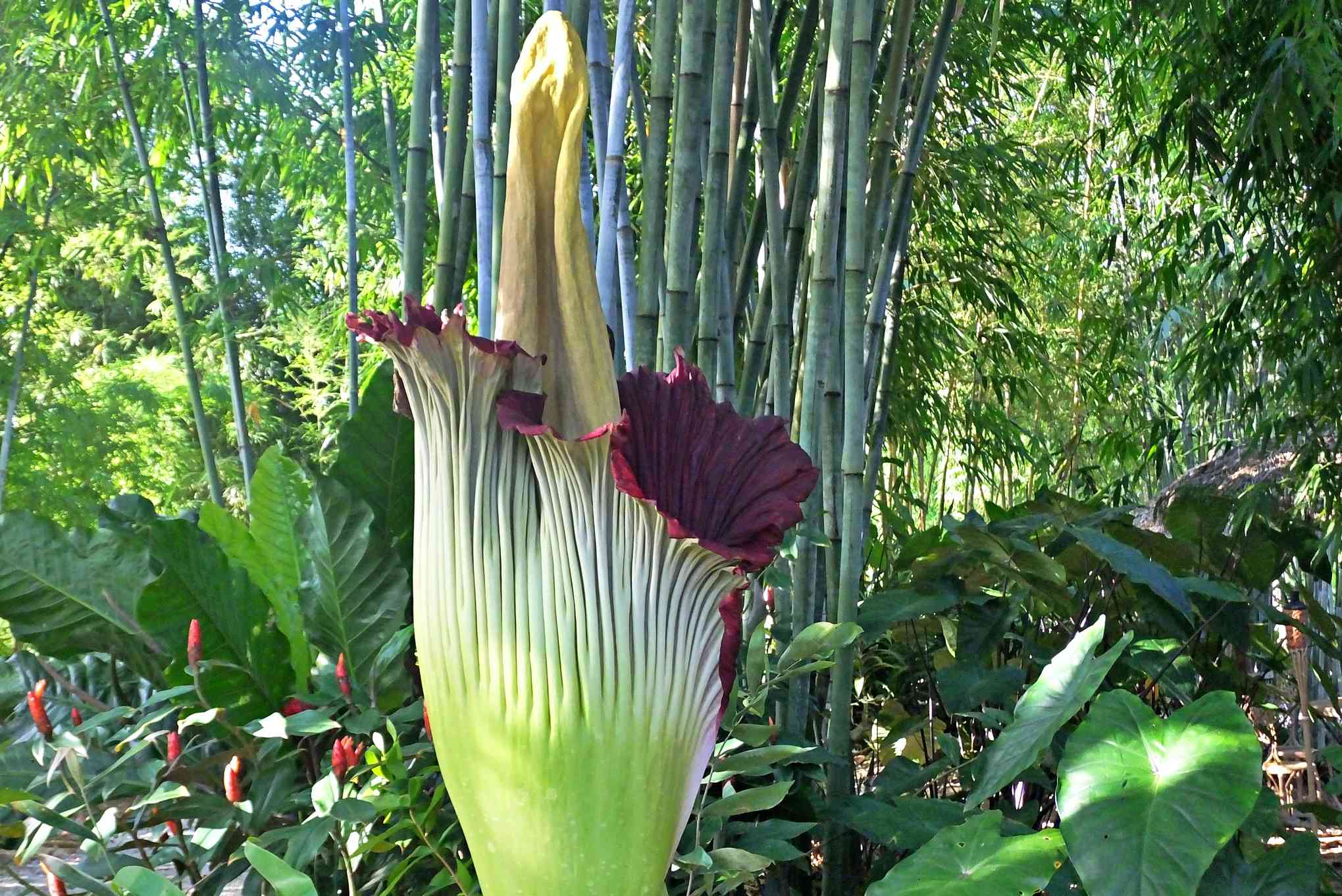 9 de las flores con peor olor del mundo – Tecnología Ambiental