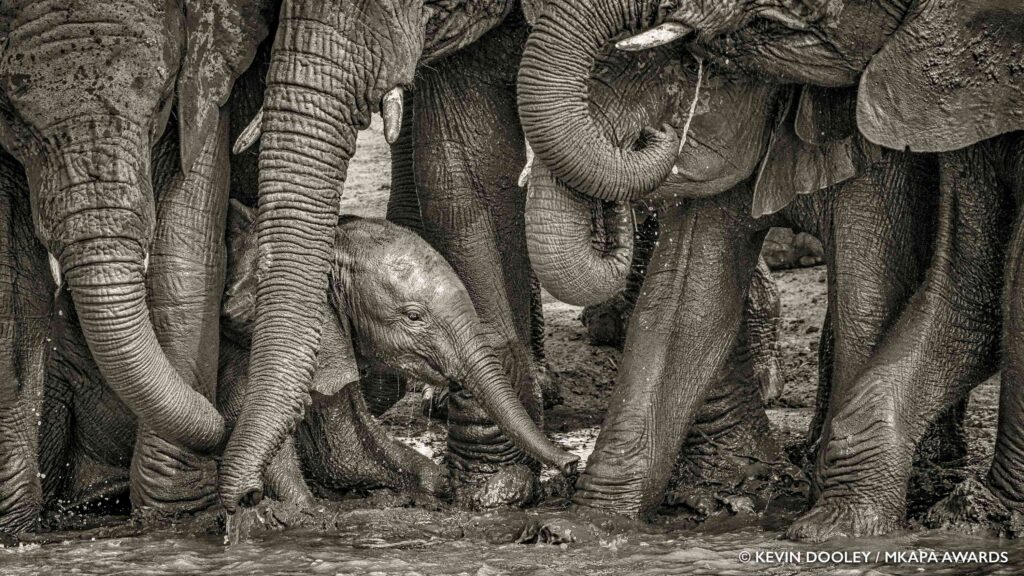 Animales africanos posan, luchan y brillan en el concurso de fotografía ...