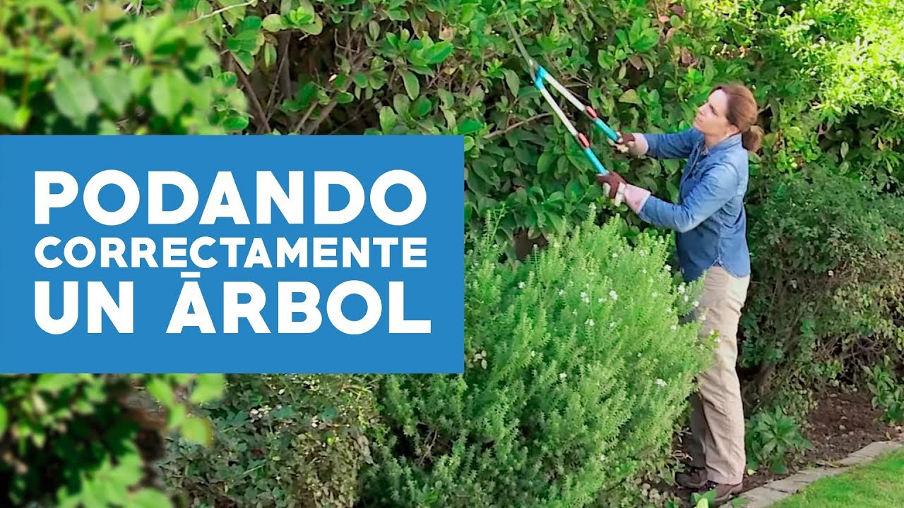 ¿Debe usted podar? Mi enfoque de la poda en el jardín – Tecnología ...